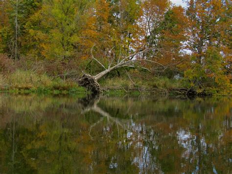 Pseudofossil On Tumblr