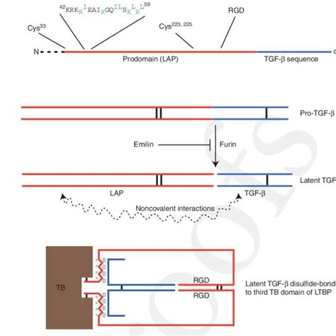 Structures Of Fibrillin 1 Ltbp 1 And Ltbp 4 Alternative Amino