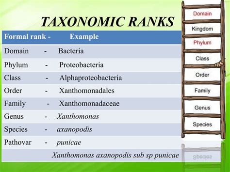 Taxonomy Of Bacteria Bergeys Manual Of Systematic Bacteriology And Gram Negative Bacteria