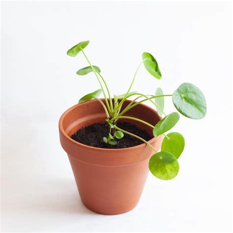 Pilea Small Ava Accessoires