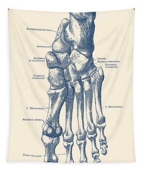 Left Foot Anatomy