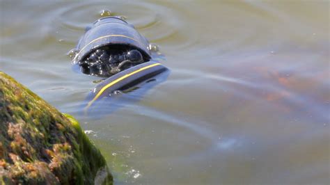 Fathometer Bilder Durchsuchen 148 Archivfotos Vektorgrafiken Und