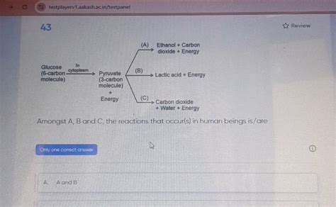 Glucose 6 Carbon Molecule In Cytoplasm Pyruvate 3 Carbon Molecule Energy A