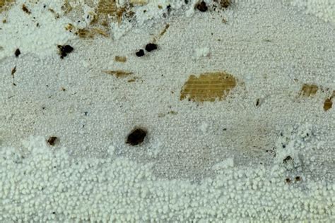 Hyphoderma Transiens