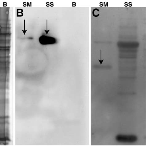 Immunoblot Analysis Of Enod8 Protein In Medicago Root Nodule Protein