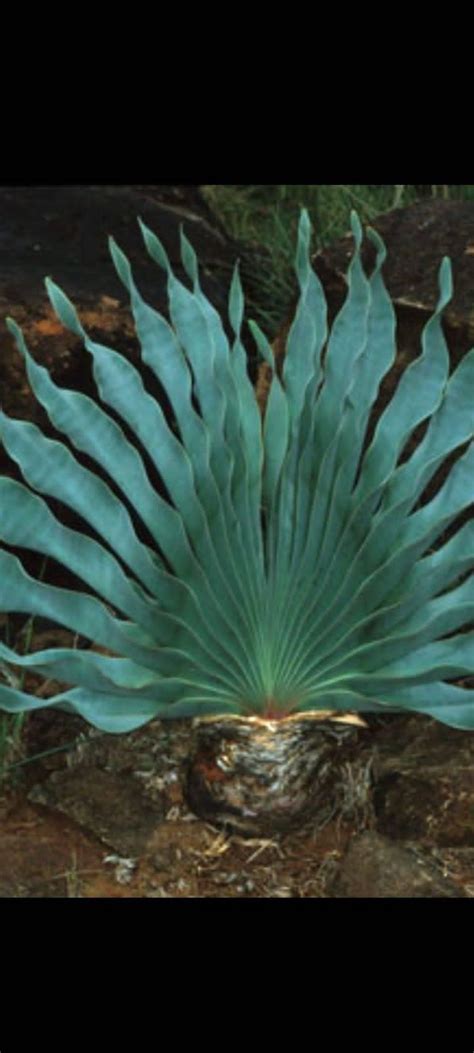 Dingaka Dating Group