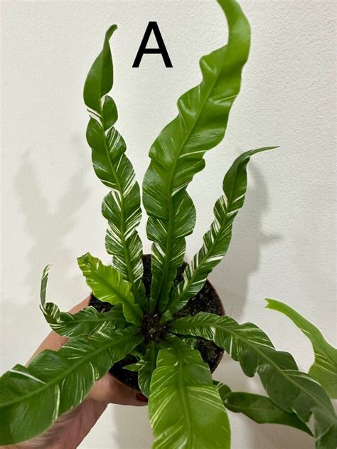 Asplenium Variegated Variegata Furniture And Home Living Gardening