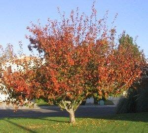 Best Leafy Trees For Cooling Shade In Hot Dry Climates Fragrant Plant Flowering Crabapple Plants