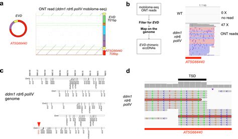 Chimeric Eccdna Containing A Truncated Evd Gene Fusion Corresponds To A Download Scientific