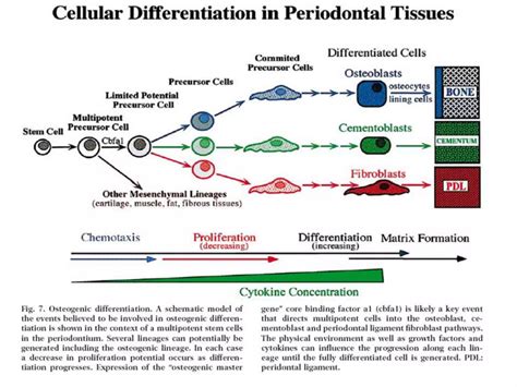 Alveolar Process Bds Class Pptx