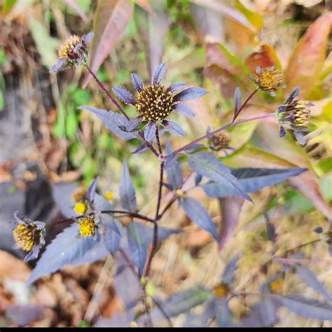 Beggar Ticks Sticktights Bidens Frondosa Western Carolina
