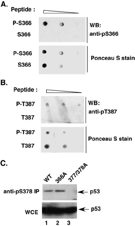 Specificity Of The Anti Phospho Ser And Anti Phospho Thr Antibodies