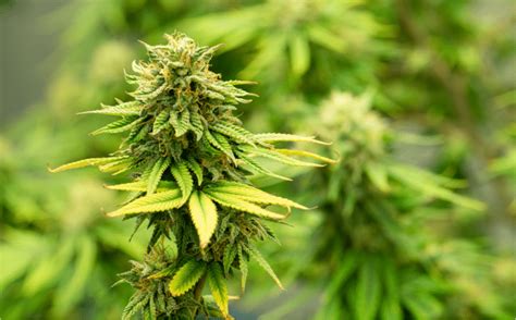 Specials Got Your Six