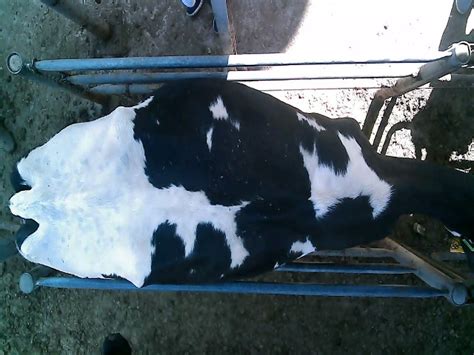 Python Open Cv Identify Cow Based On Its Body Pattern Stack Overflow