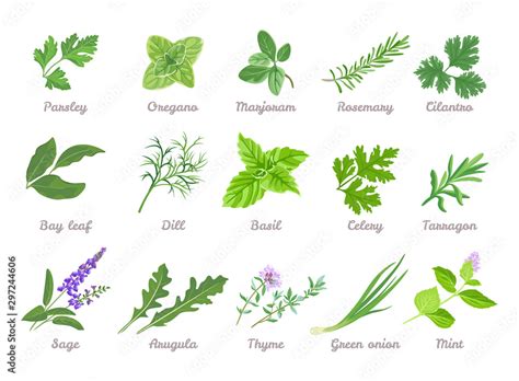 Set Of Herbs Isolated Green Leaves Of Parsley Oregano Marjoram