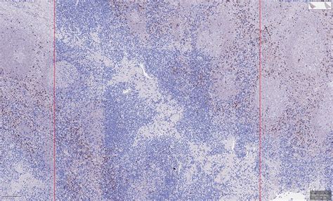 cellpose extension in qupath cannot get deconvolution and