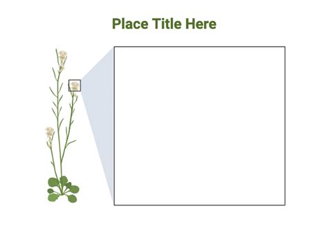 Arabidopsis Thaliana Flower Callout Layout BioRender Science Templates
