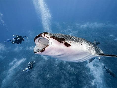 Sharks Eating Whale On Beach