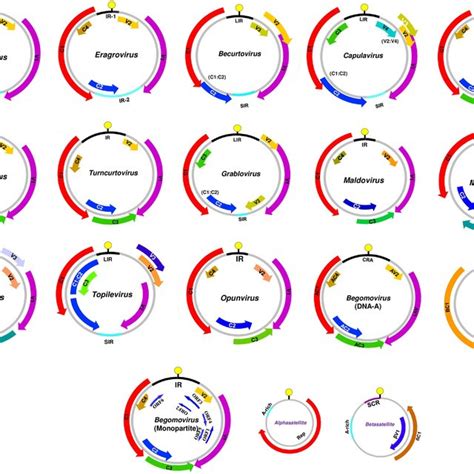 Insights Into The Multifunctional Roles Of Geminivirus‑encoded Proteins In Pathogenesis