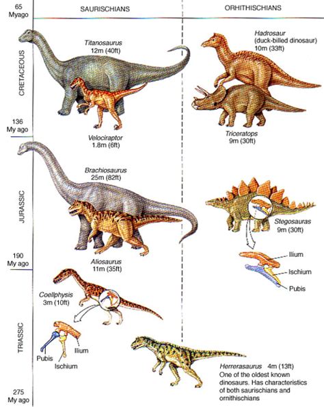 Types Of Dinosaurs Gasevb