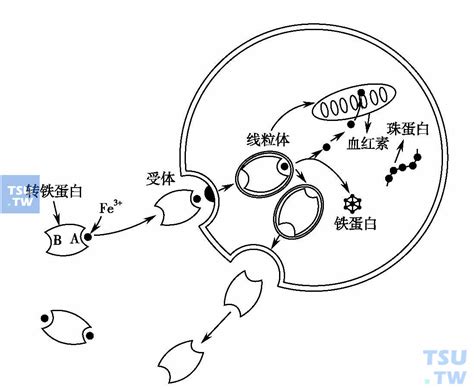 铁代谢图 千图网