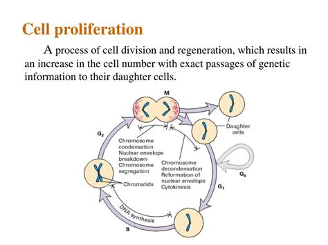 Ppt Cell Proliferation And Diseases Powerpoint Presentation Free Download Id4570220