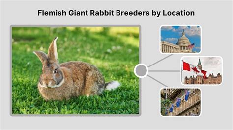 Flemish Giant Rabbit Breeders How To Find Trusted Sellers