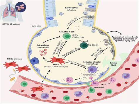 Etiology And Pathogenesis Of Covid 19 Pptx