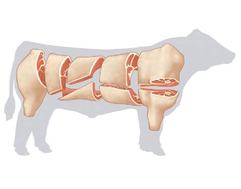 2nd Quarter Food Tech Beef Carcass Diagram Quizlet