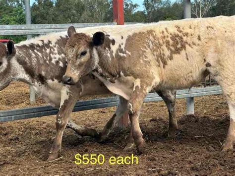 🐮 Mixed Weaners 🐮 20 Available Livestock Gumtree Australia