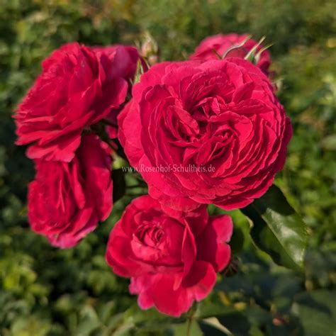 Andre Rieux® Rosen Online Kaufen Im Rosenhof Schultheis Rosen Online Kaufen Im Rosenhof