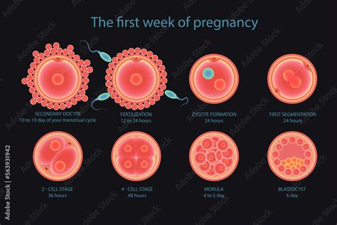 Stages Of Fetal Development Embryo Development Insemination And Fertalization Stages Of