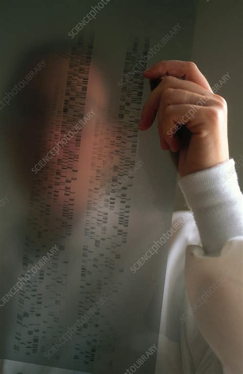 DNA Sequencing Gel Stock Image C Science Photo Library