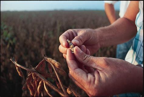 Checkoff Disputes Eus Soy Biodiesel Sustainability Calculation Biodiesel Magazine