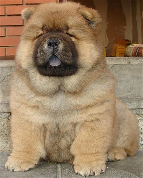 "Chow-Dalen" chow-chow. Chow-chow valley. Our dogs: Zimnyaya Vishnya ...