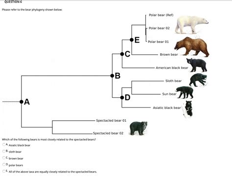 Brown Bear Classification