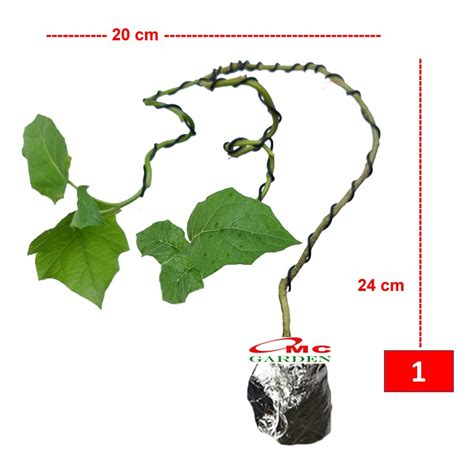 Bonsai Bonsae Waru Pohon Tanaman Hias B Waru 001 Lazada Indonesia