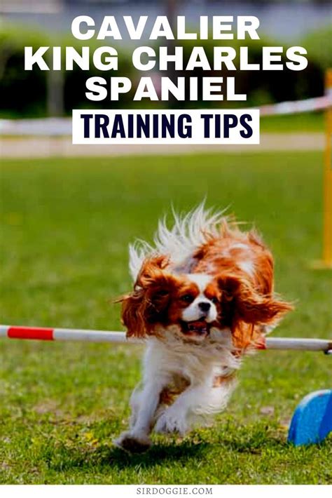 Ultimate Guide To Cavalier King Charles Spaniels Including Training