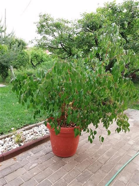 Prekraseni Cvekinja Bendjamin I Cuvar Kuka Скопjе