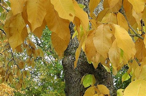Falls Yellow Leaves Which Trees Produce Yellow Leaves In Fall Footsteps In The Forest