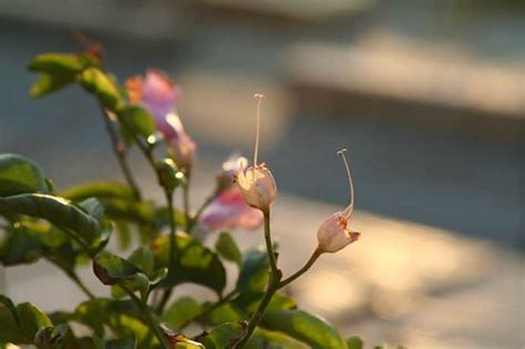 Flowers Of Indeterminate Origin From The Roof Of The Pebbl Flickr
