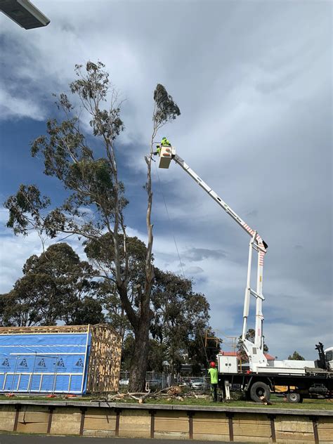 Gallery Trimmer Tree