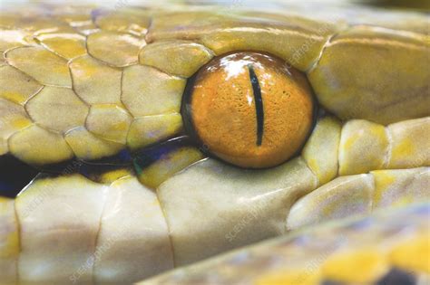 Reticulated Python Eye Detail Stock Image F023 2618 Science Photo
