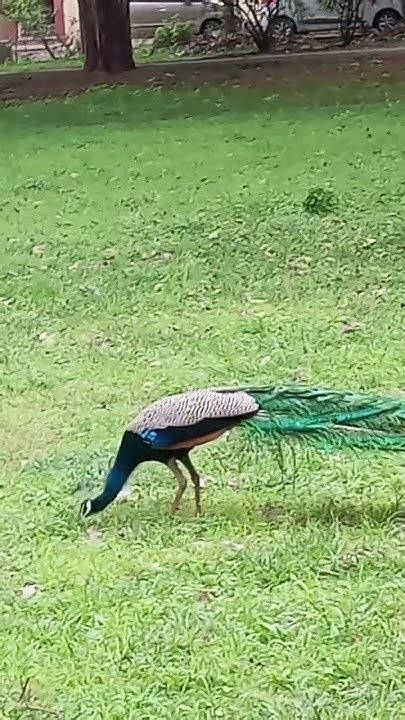 Peocock At Bharathiar University Near Maruthamalai Temple Youtube