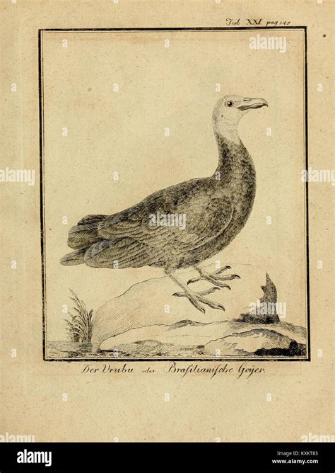 Eine Detaillierte Illustration Aus Bäffons „naturgeschichte Der Vögel“ Die Verschiedene Arten
