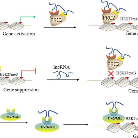 Transcriptional Regulation Of Cardiovascular Lncrnas Via Interactions