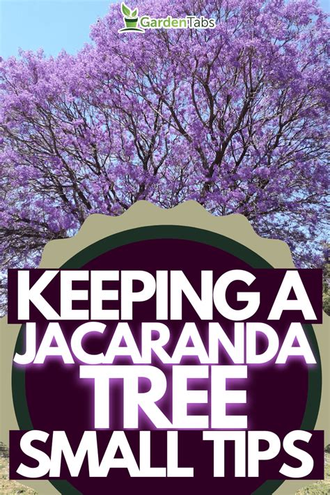 The Art Of Keeping A Jacaranda Tree Small Tips And Tricks