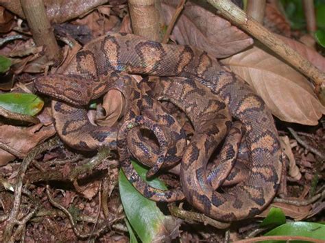 Pin By Daricek Haley On Boidae Boas And Pythons Boas Python