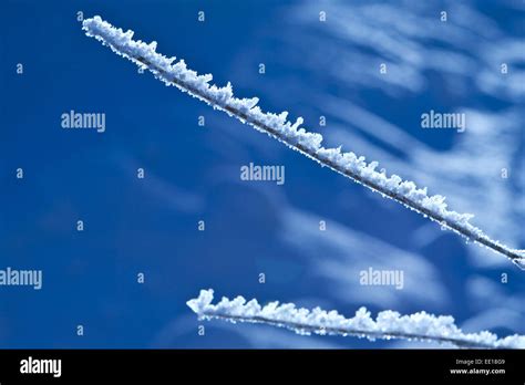 Zweig Ast Stockfotos Und Bilder Kaufen Alamy