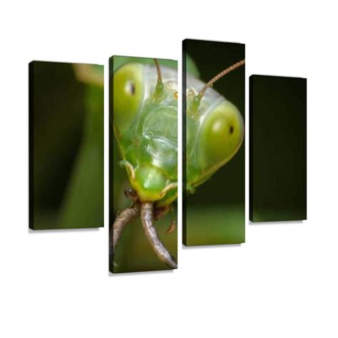 Praying Mantis Eating Lizard